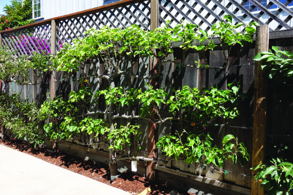 Controlling diseases and pests on fruit trees - Press Banner | Scotts ...
