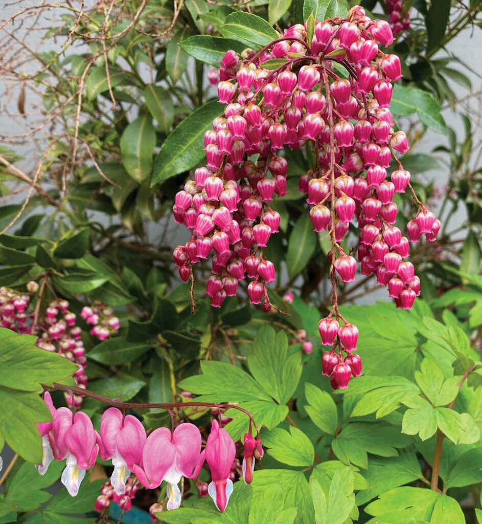 The Mountain Gardener | Trees and Shrubs: Spring Survivors - Press ...