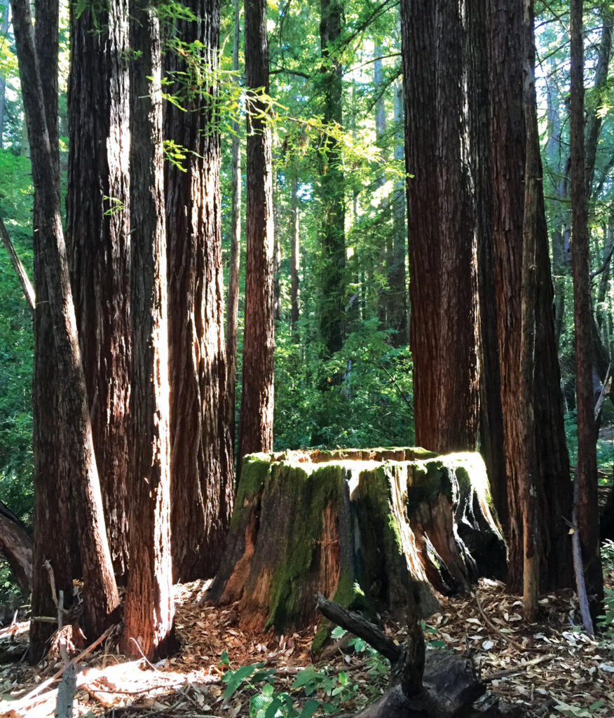 The Mountain Gardener | Forest Bathing in the Santa Cruz Mountains ...