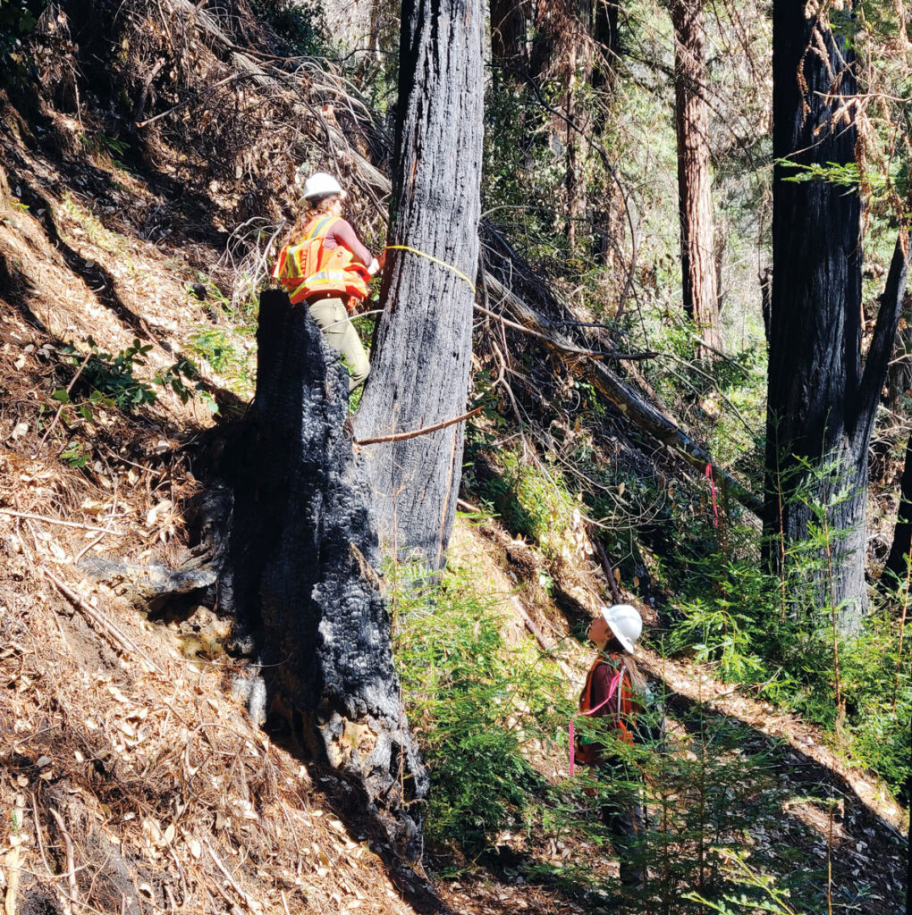 Powers Forestry scoops up contract for SLVWD tree work - Press Banner ...