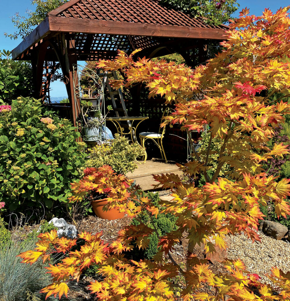 The Mountain Gardener | Japanese Maples in the Fall - Press Banner ...