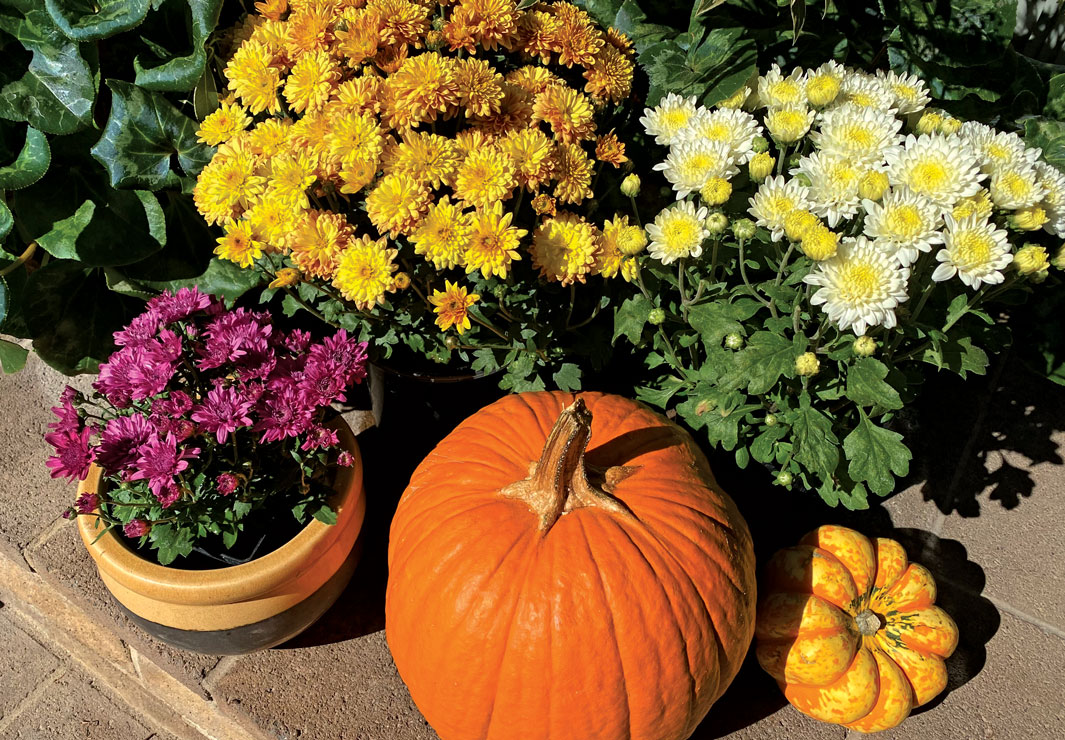 Plants To Plant In The Fall
