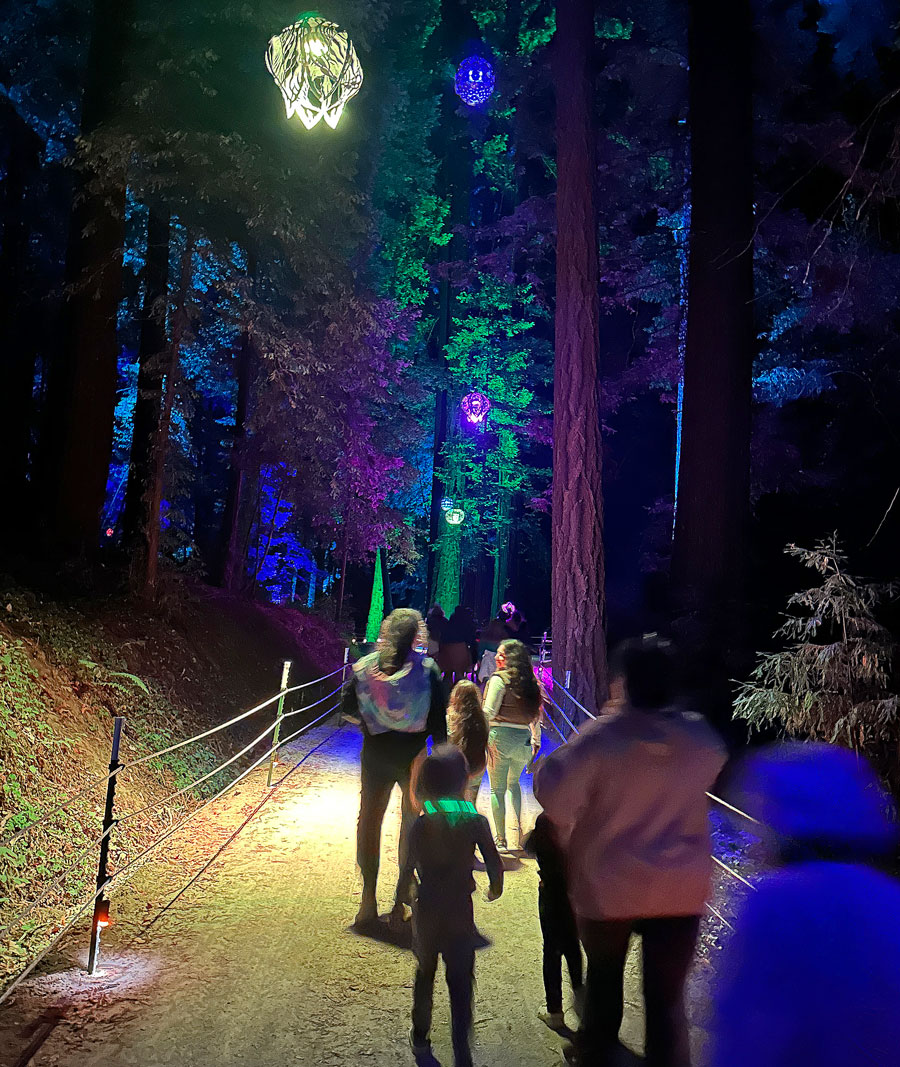Roaring Camp debuts first-ever lighted redwoods night walk - Press ...